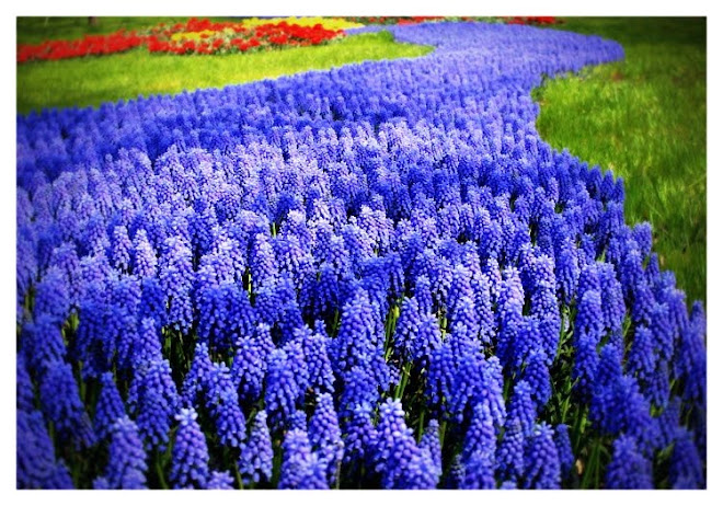 We All Love Flowers